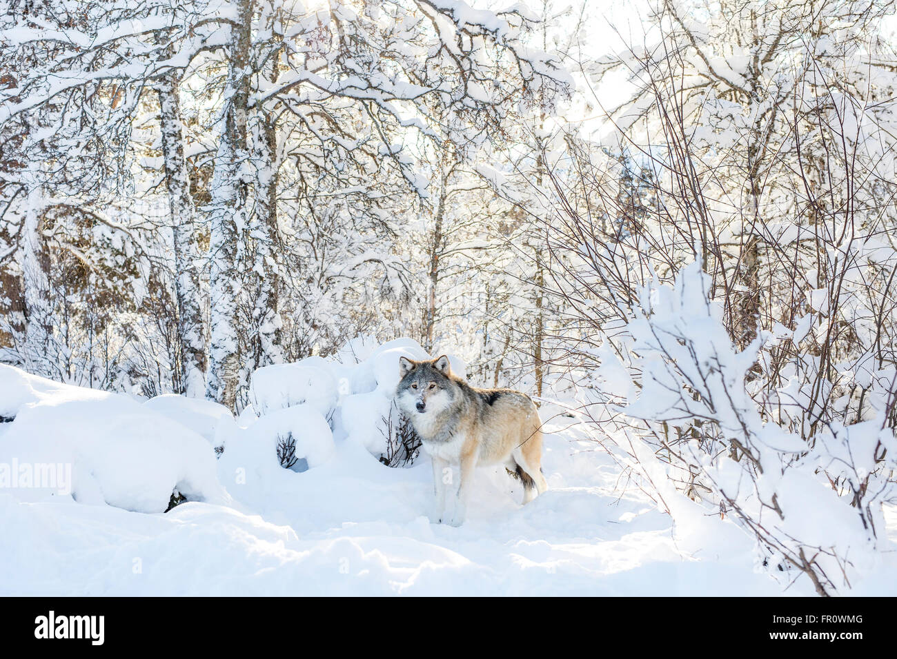 Wolf stands in the cold and beautiful winter forest Stock Photo - Alamy