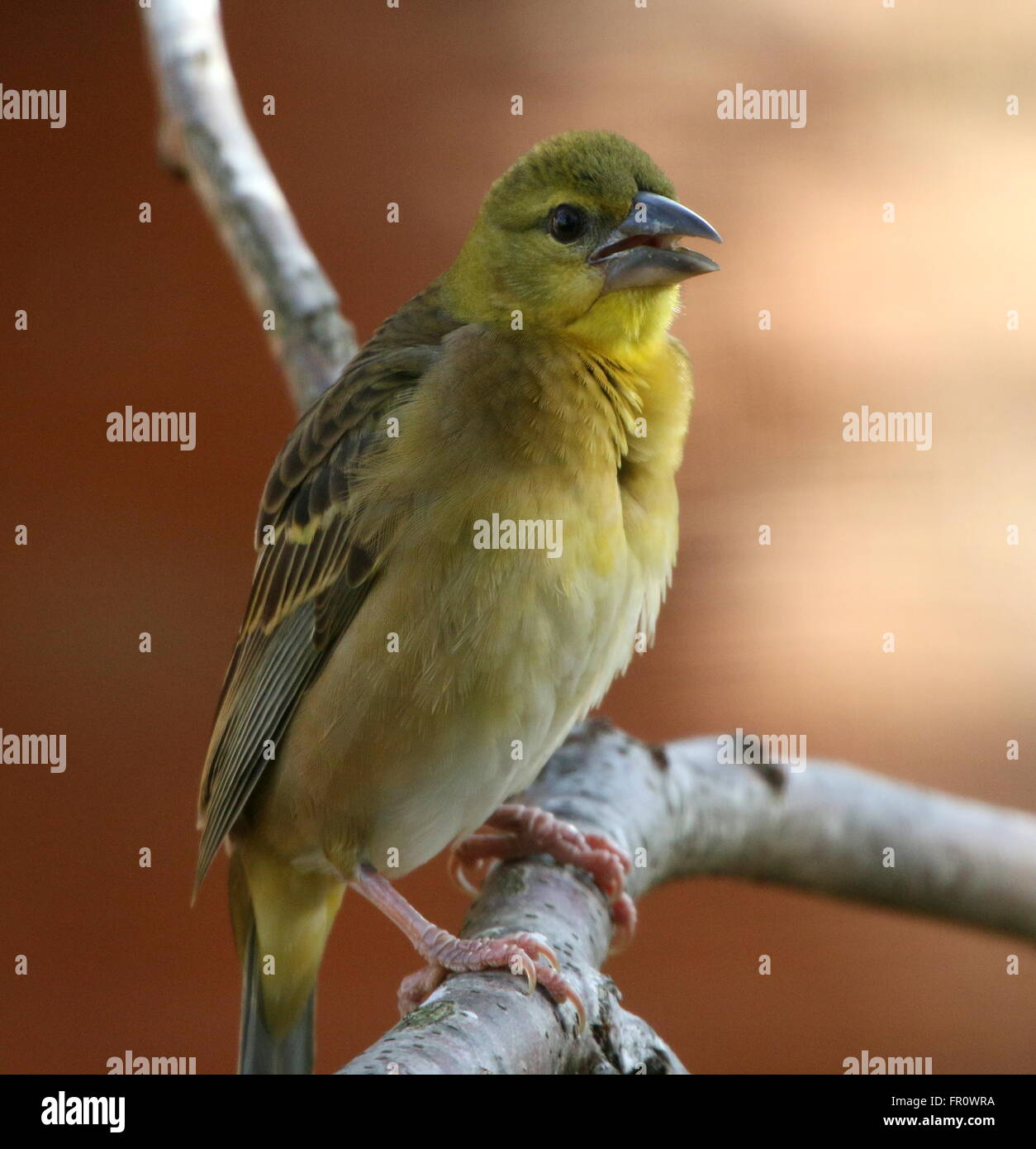 Female African Village Weaver bird (Ploceus cucullatus) in close-up. A ...