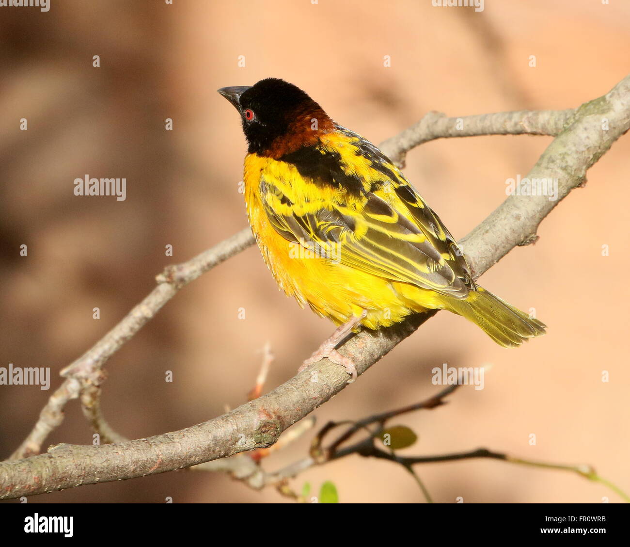 Male African Village Weaver bird (Ploceus cucullatus) posing on a ...