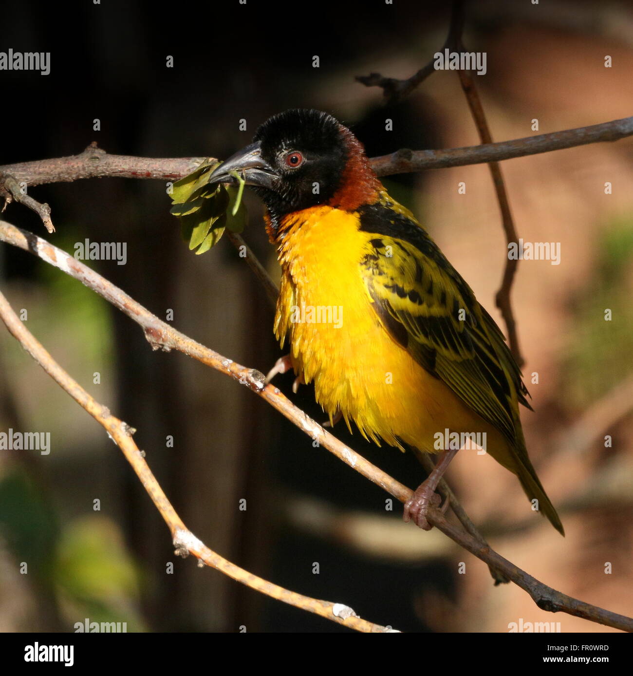 Male African Village Weaver bird (Ploceus cucullatus) in close-up. A.k ...