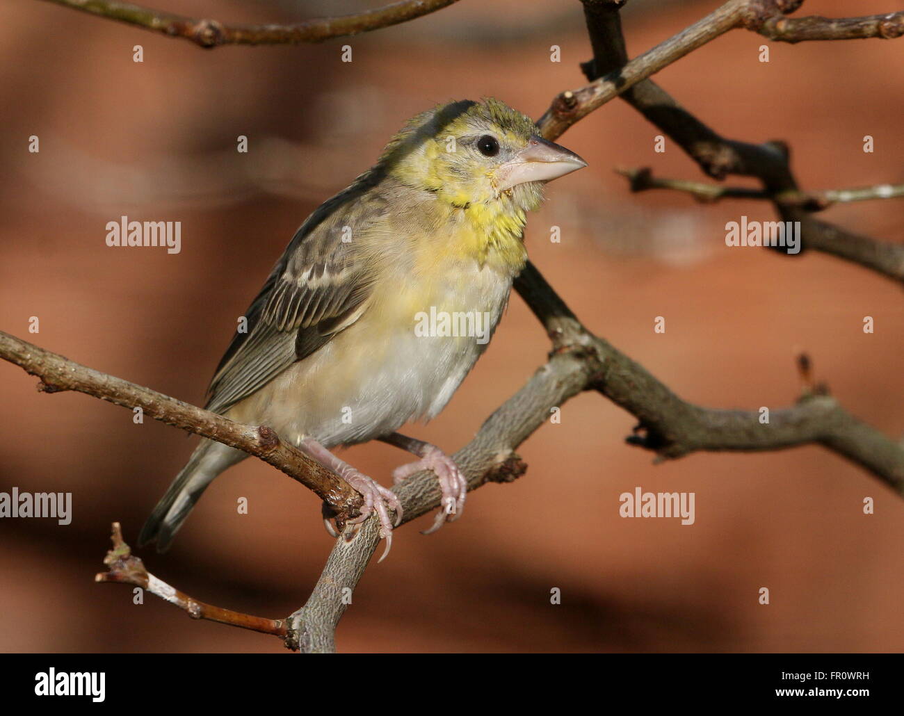 Juvenile African Village Weaver bird (Ploceus cucullatus) in close-up ...