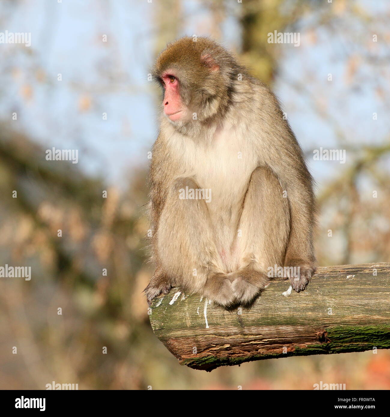 Ruddy complexion hi-res stock photography and images - Alamy