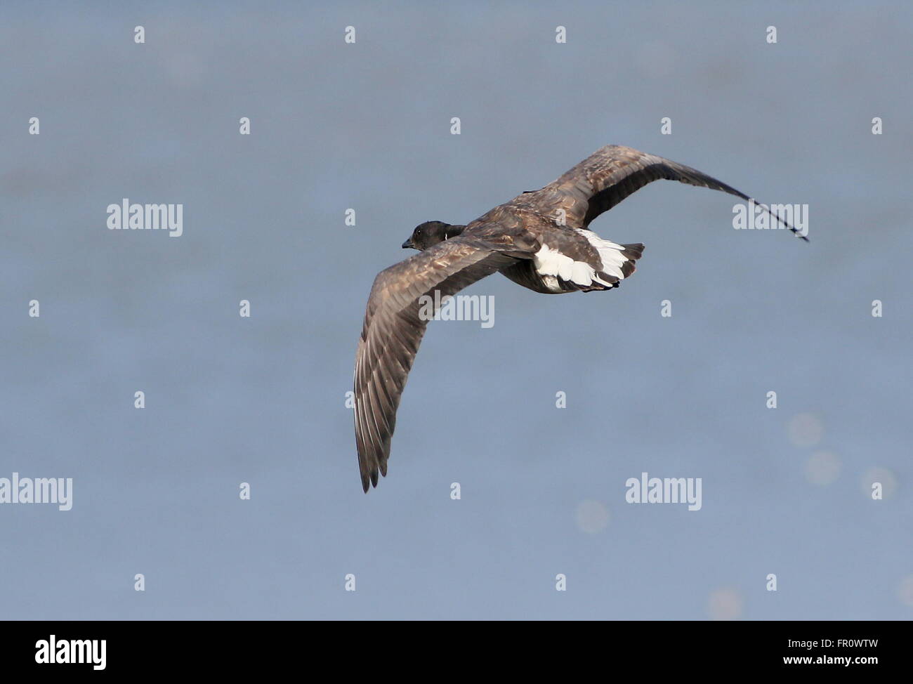 Brant goose flight hi-res stock photography and images - Alamy