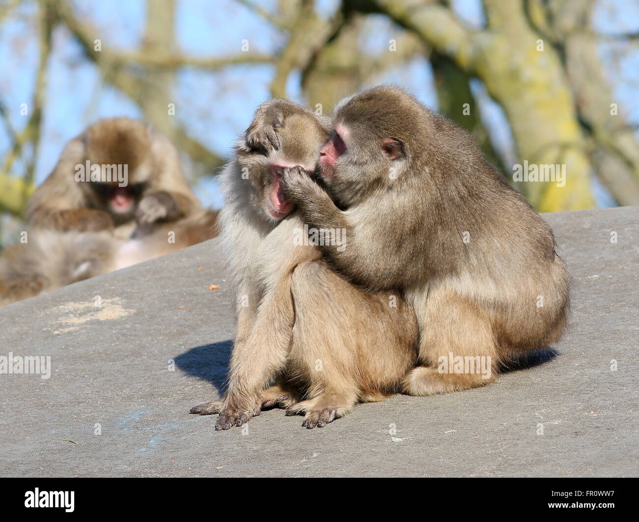 Pair of Japanese macaques or Snow monkeys (Macaca fuscata) grooming ...