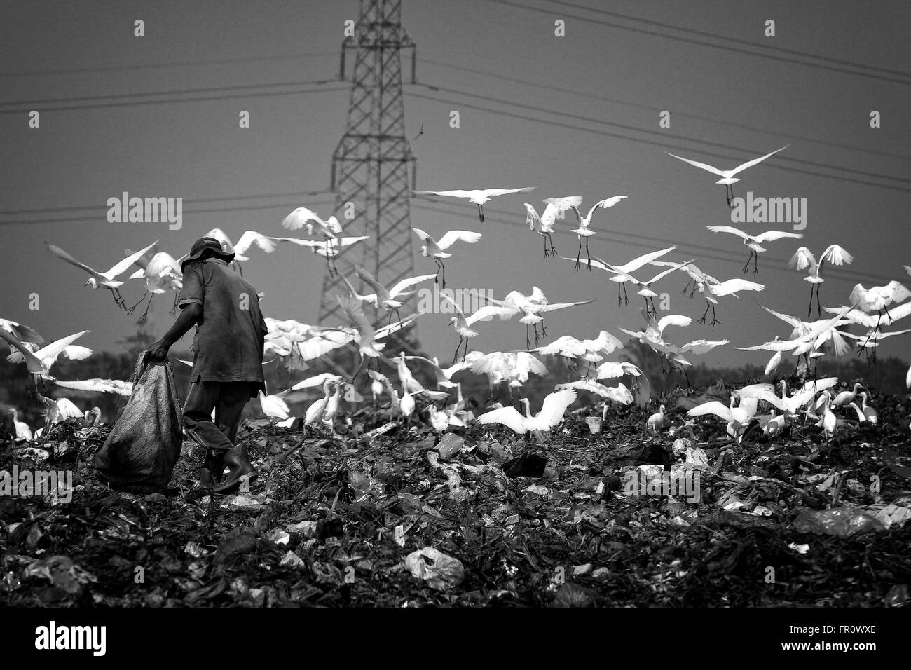 A scavenger is taking used items that can be resold at landfills in ...