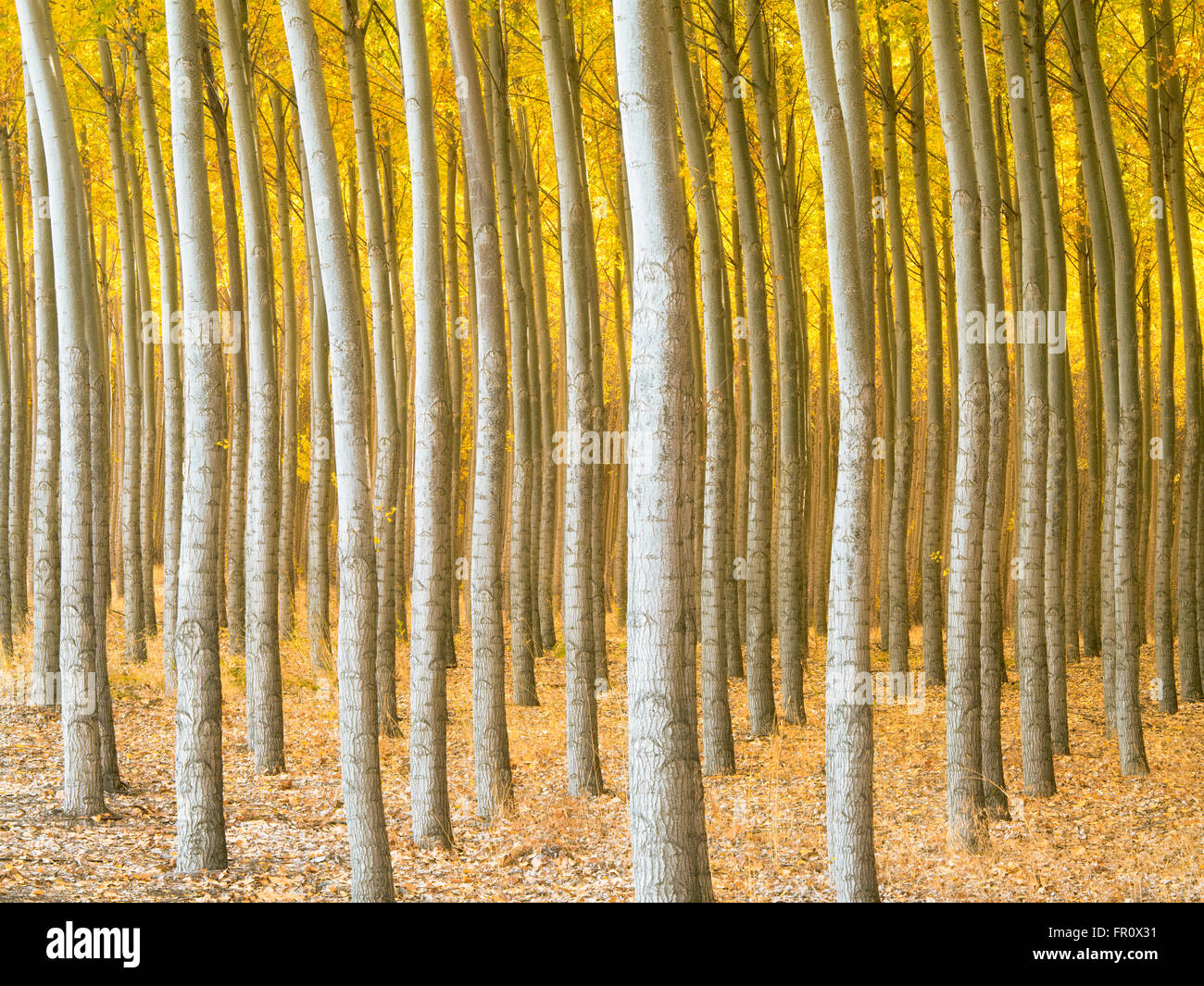Pacific Albus (Poplar) tree farm, Boardman Tree Farm, Oregon Stock ...