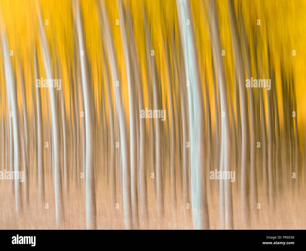 Pacific Albus (Poplar) tree farm, Boardman Tree Farm, Oregon Stock ...