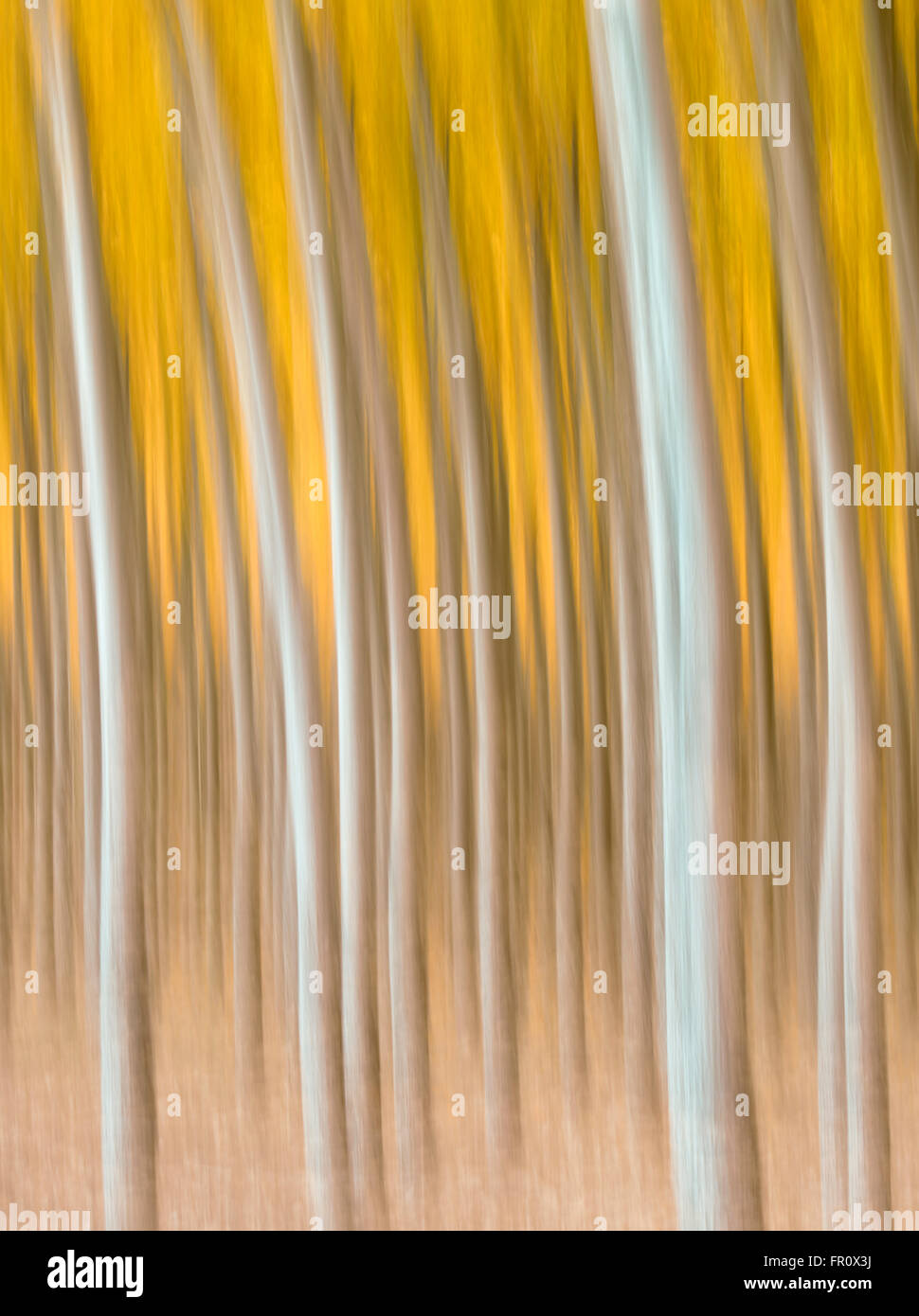 Pacific Albus (Poplar) tree farm, Boardman Tree Farm, Oregon Stock ...