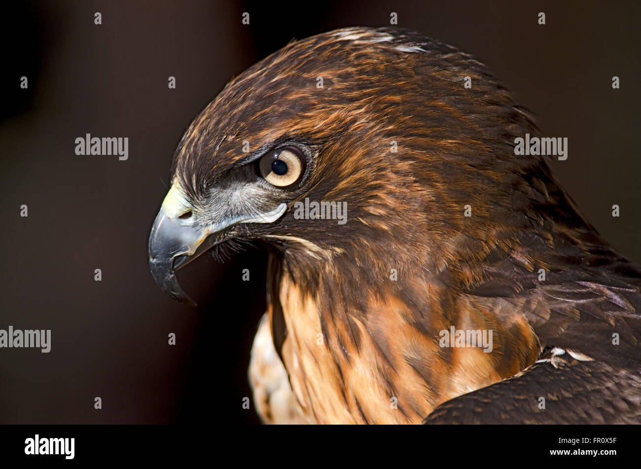 Hawk adaptations hi-res stock photography and images - Alamy
