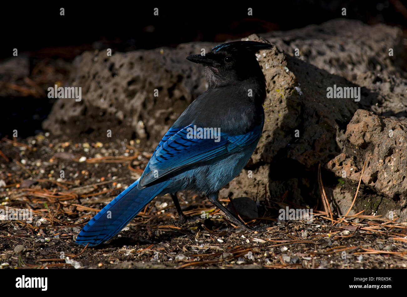 Stellers jay feather hi-res stock photography and images - Alamy