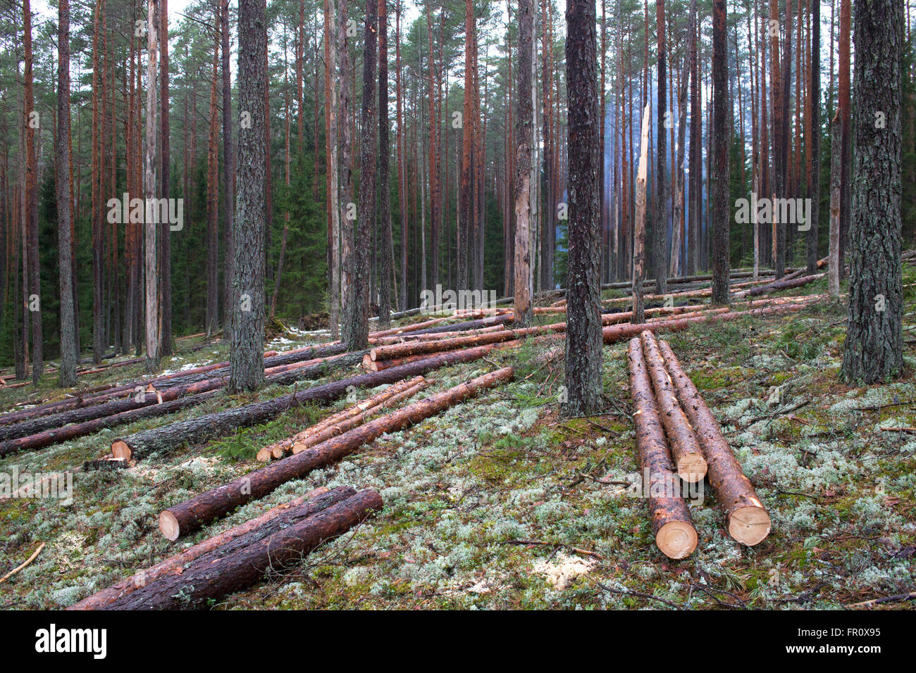 Logs in forest. Forest thinning Stock Photo - Alamy