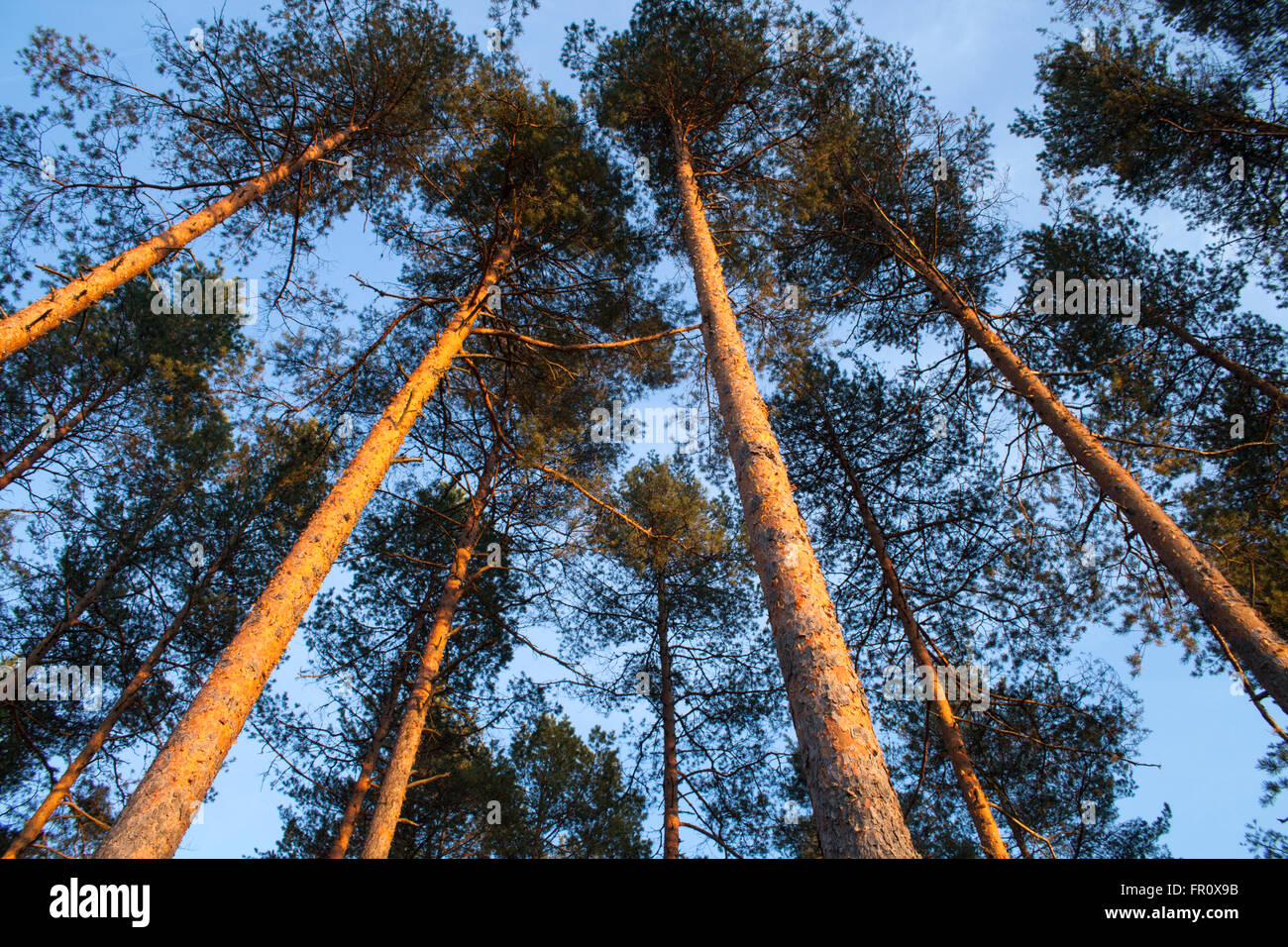 Tall pine trees Stock Photo - Alamy