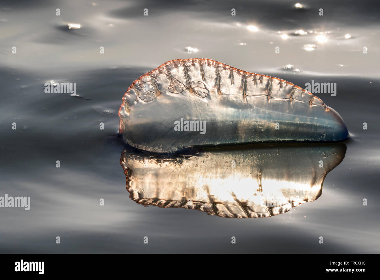 Atlantic Portuguese man o' war (Physalia physalis) floating in the ...