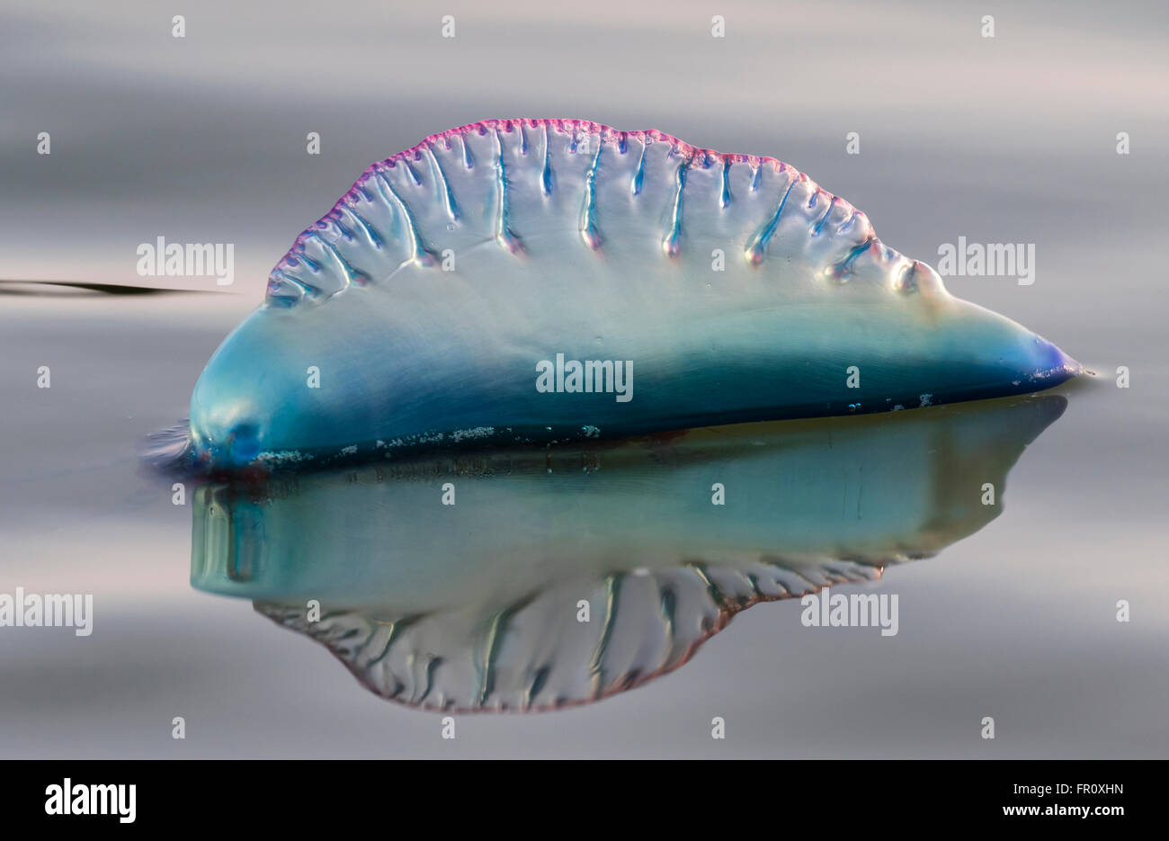 Atlantic Portuguese man o' war (Physalia physalis) floating in the ...