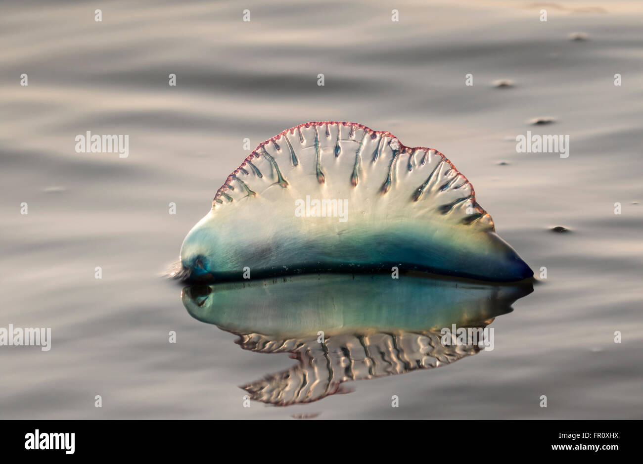 Atlantic Portuguese man o' war (Physalia physalis) floating in the ...