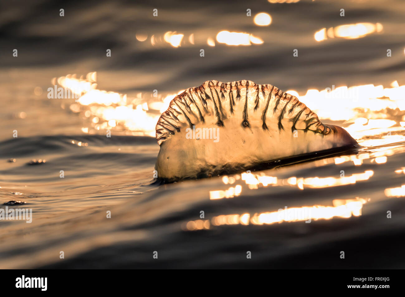 Atlantic Portuguese man o' war (Physalia physalis) floating in the ...
