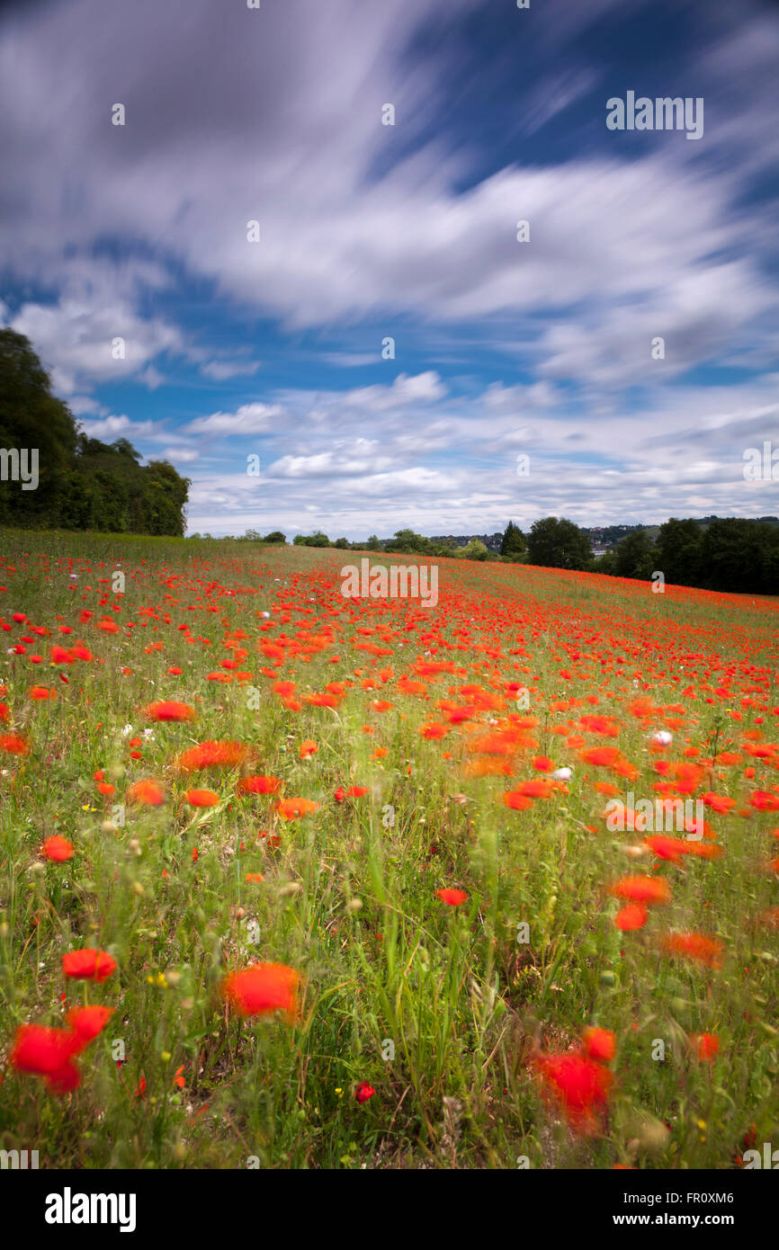 Kent Poppies Stock Photos & Kent Poppies Stock Images - Alamy