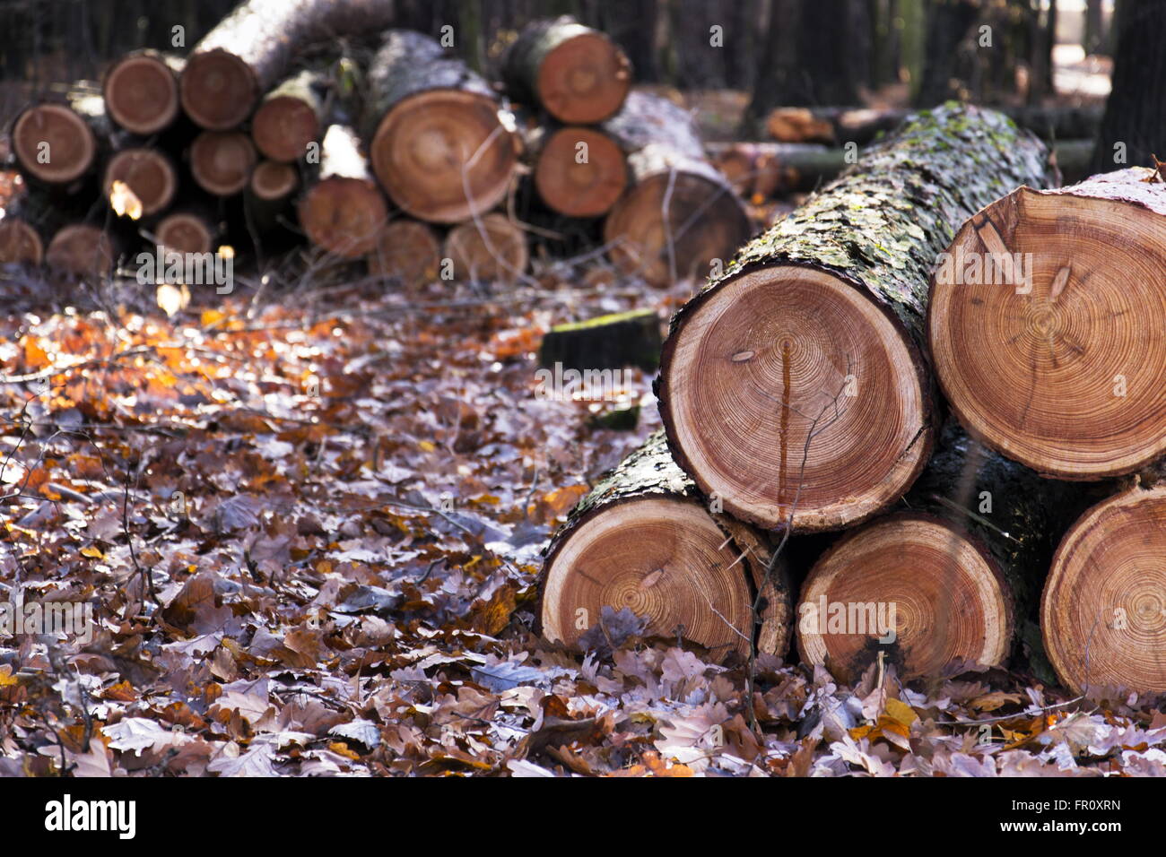Cut down wood logs stack lies in autumn forest Stock Photo - Alamy