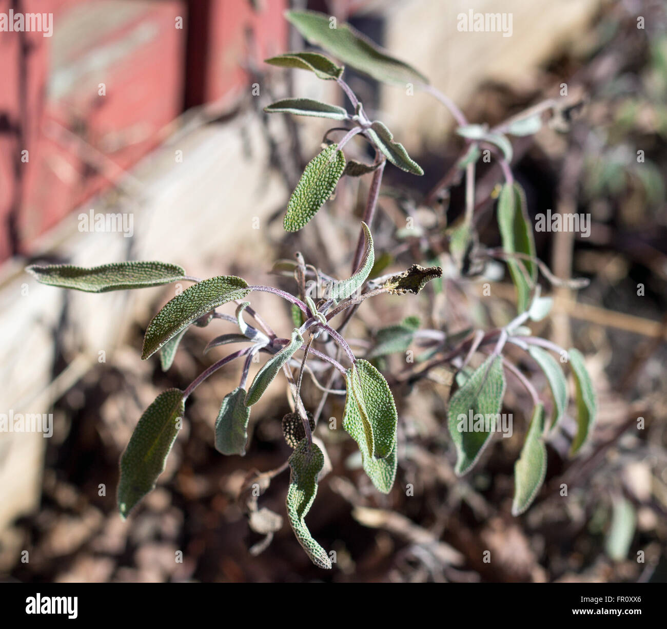 Sage herb hi-res stock photography and images - Alamy