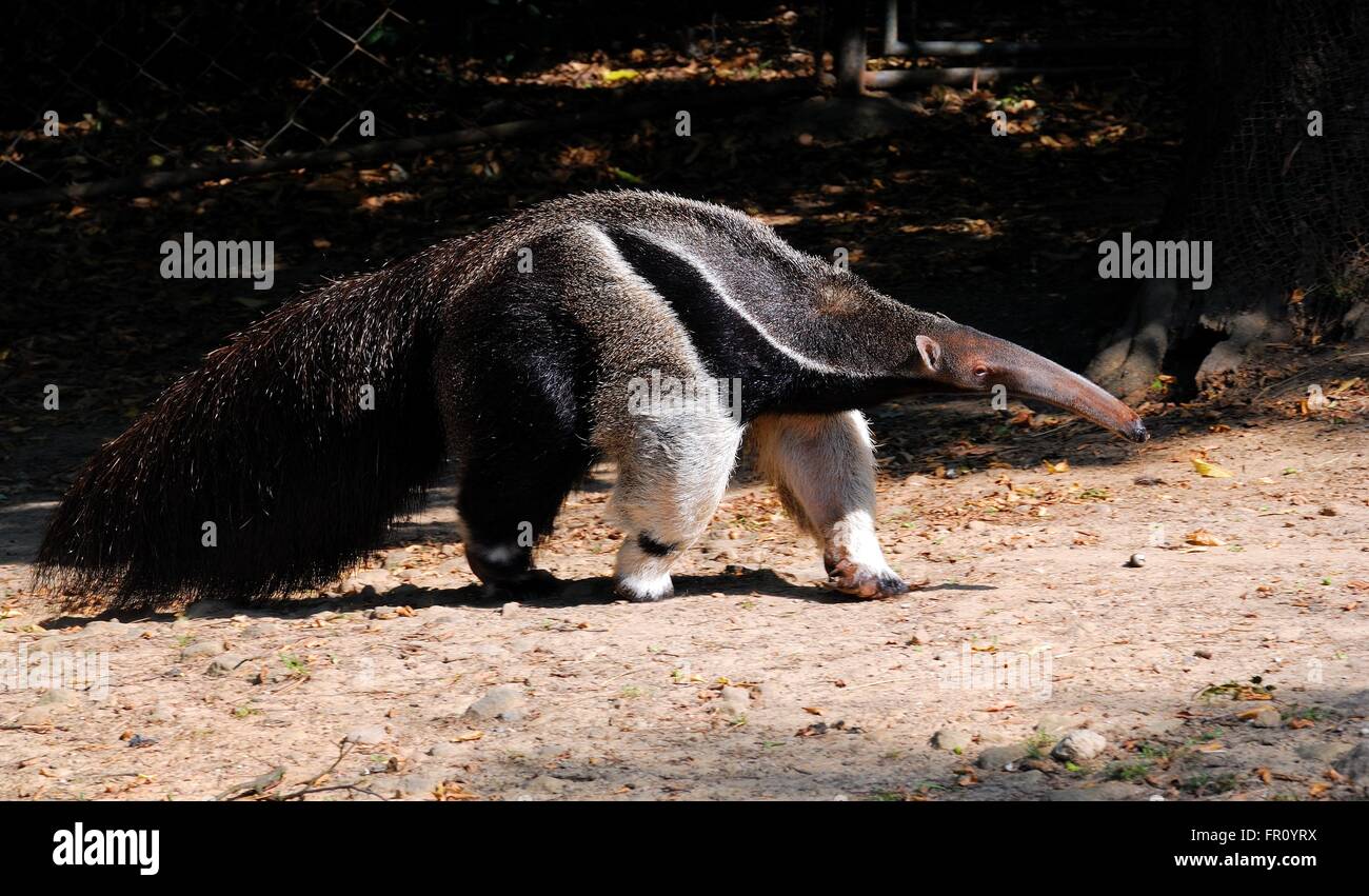 Anteater Stock Photos & Anteater Stock Images - Alamy