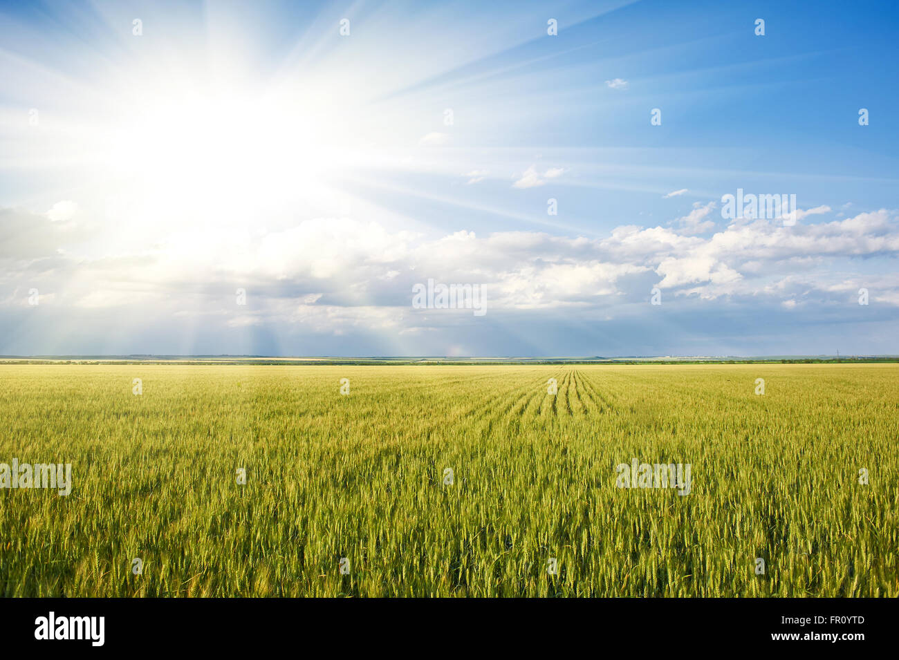 spring landscape - sun in green grass wheat field and blue sky Stock ...