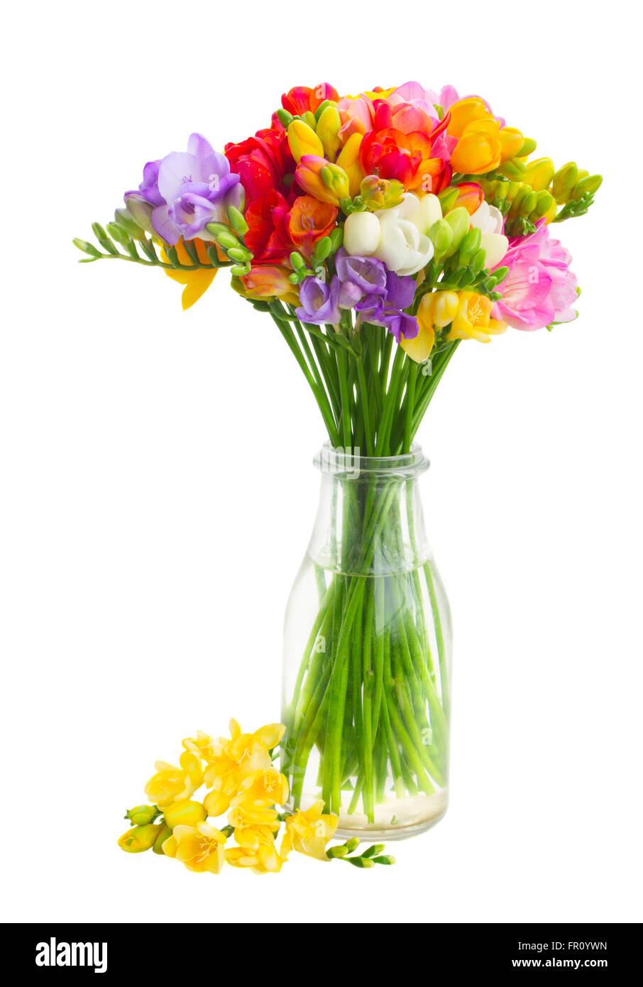 Freesias pot hi-res stock photography and images - Alamy