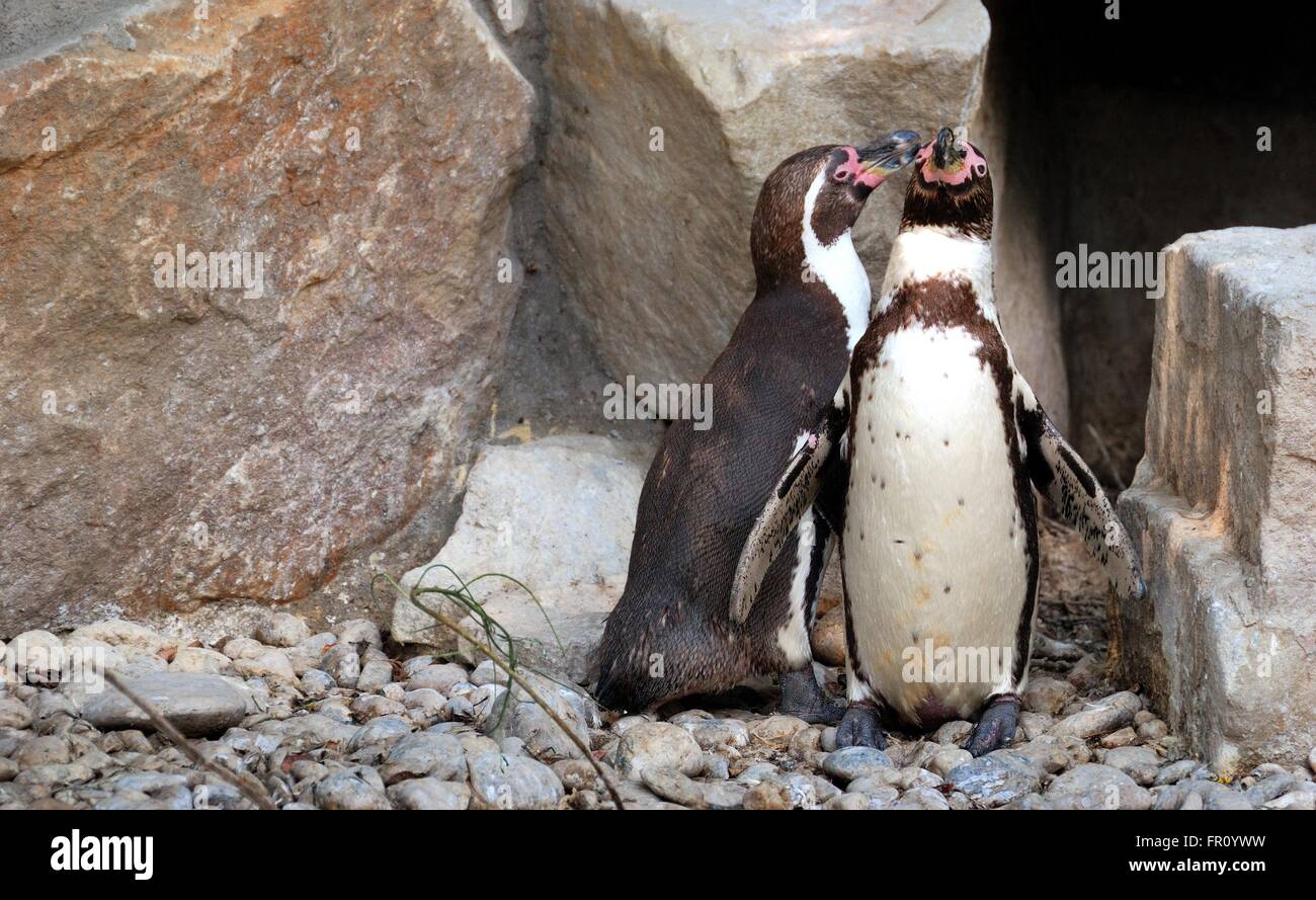 Group of Penguin Stock Photo - Alamy