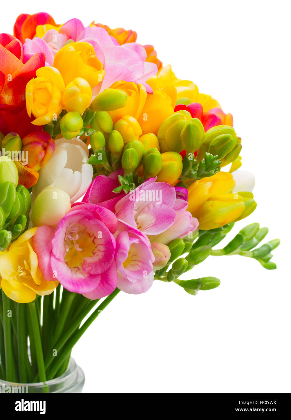 Freesias pot hi-res stock photography and images - Alamy