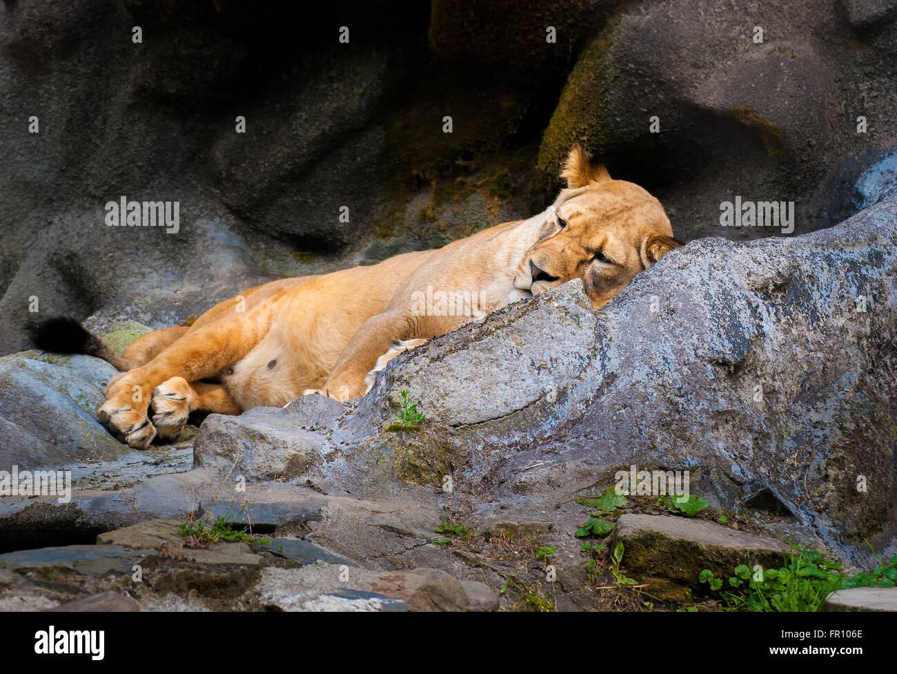 Dormant Lioness in Zoo Stock Photo - Alamy