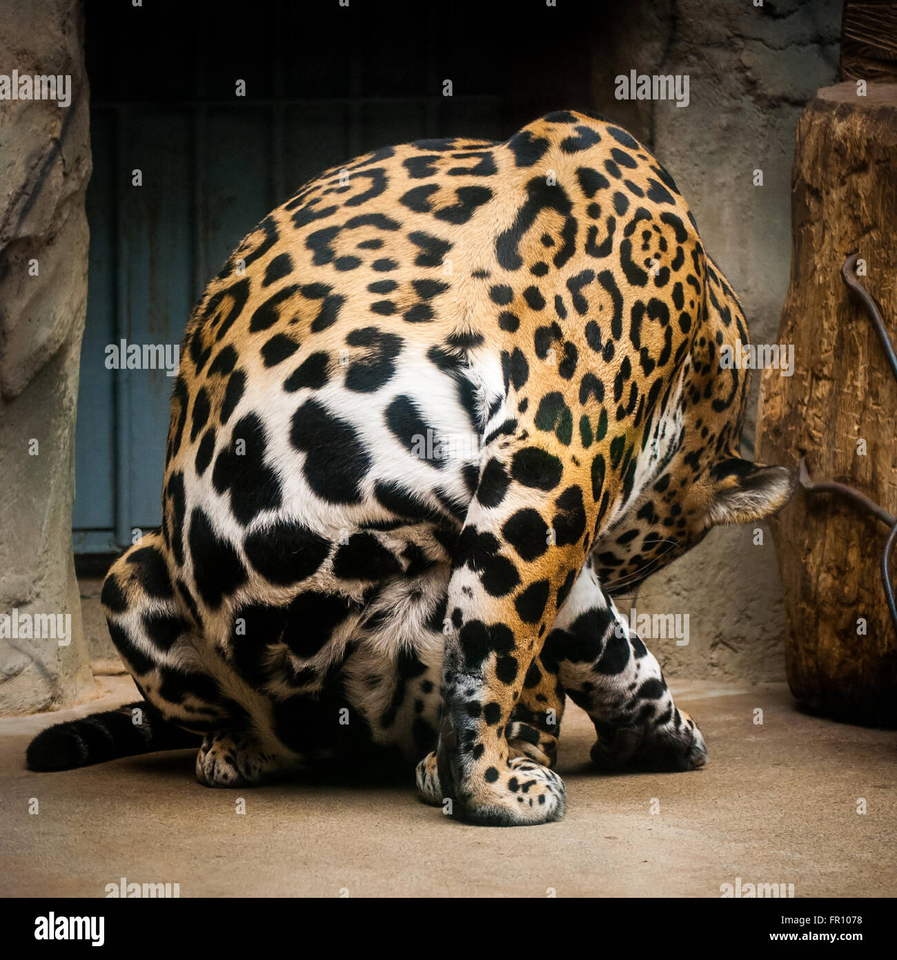 Leopard in Zoo Stock Photo - Alamy