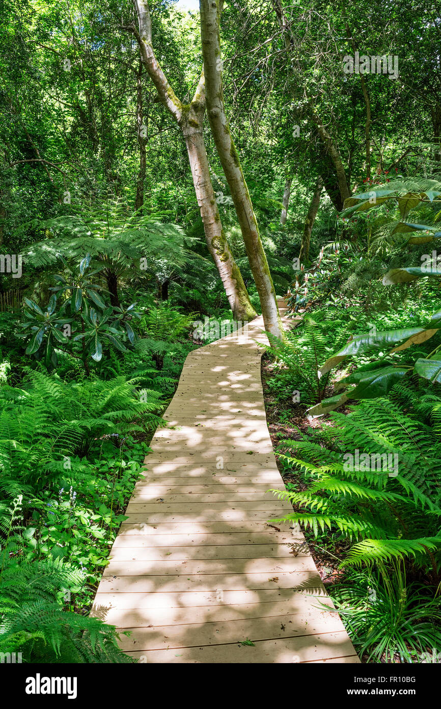 Jungle path hi-res stock photography and images - Alamy