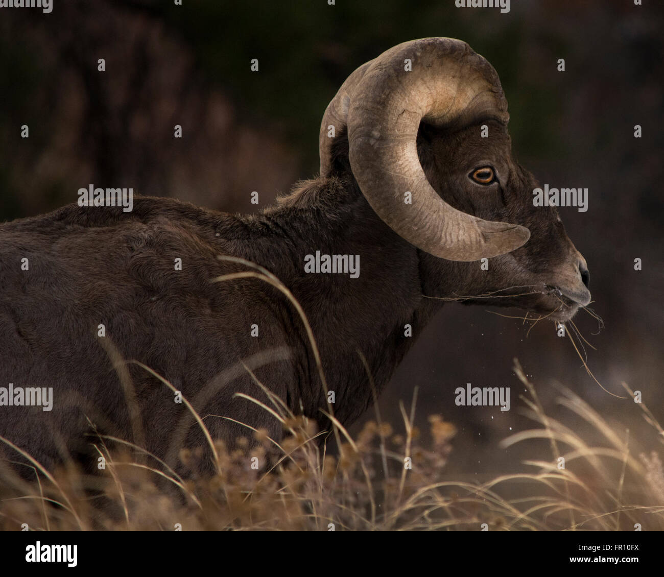 Big Horn Sheep Stock Photo - Alamy