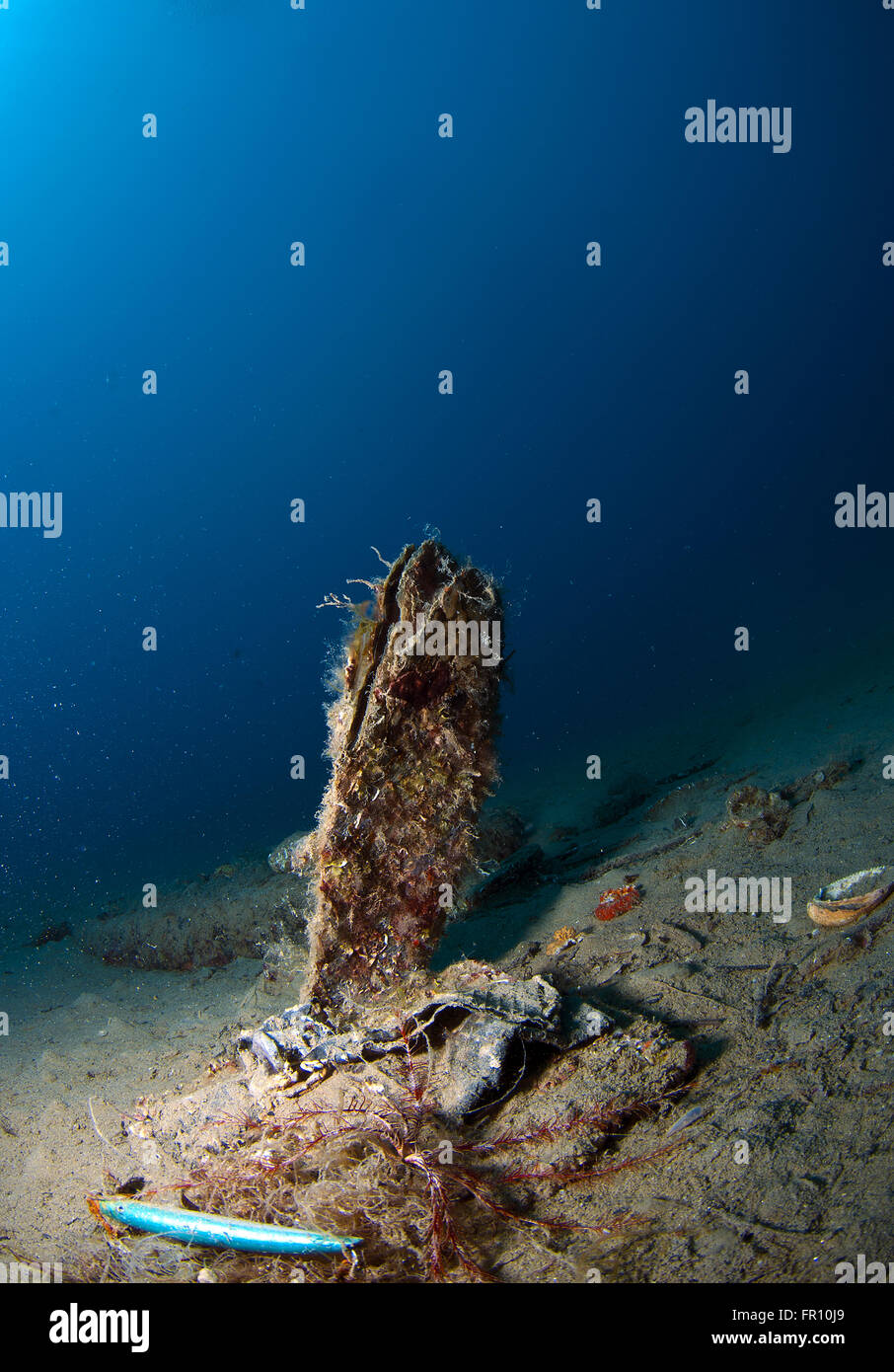 Giant shell immersed in the sand under the sea Stock Photo - Alamy