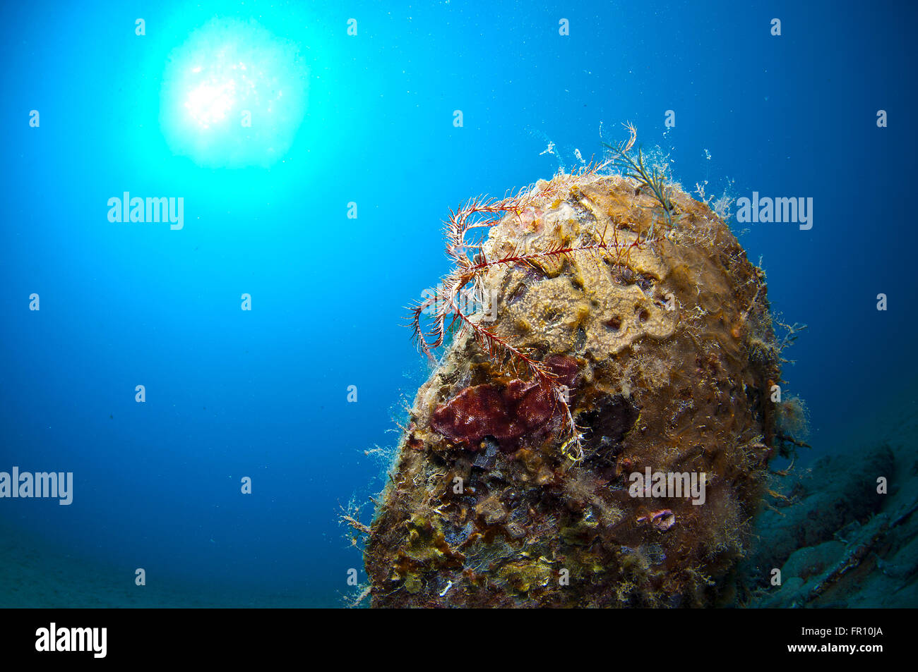 Giant shell immersed in the sand under the sea Stock Photo - Alamy