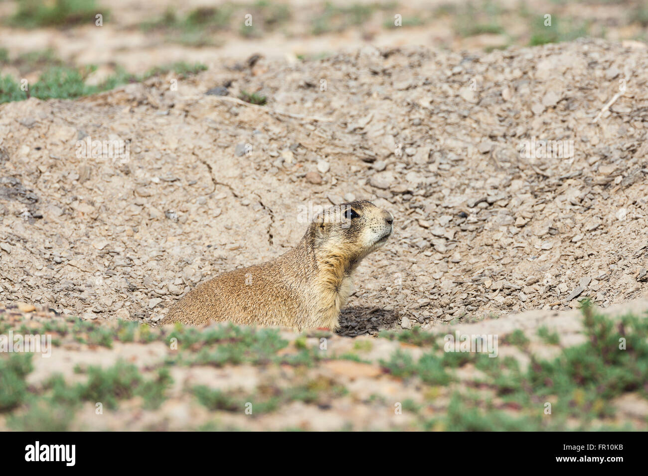 Prairie dog burrow hi-res stock photography and images - Alamy