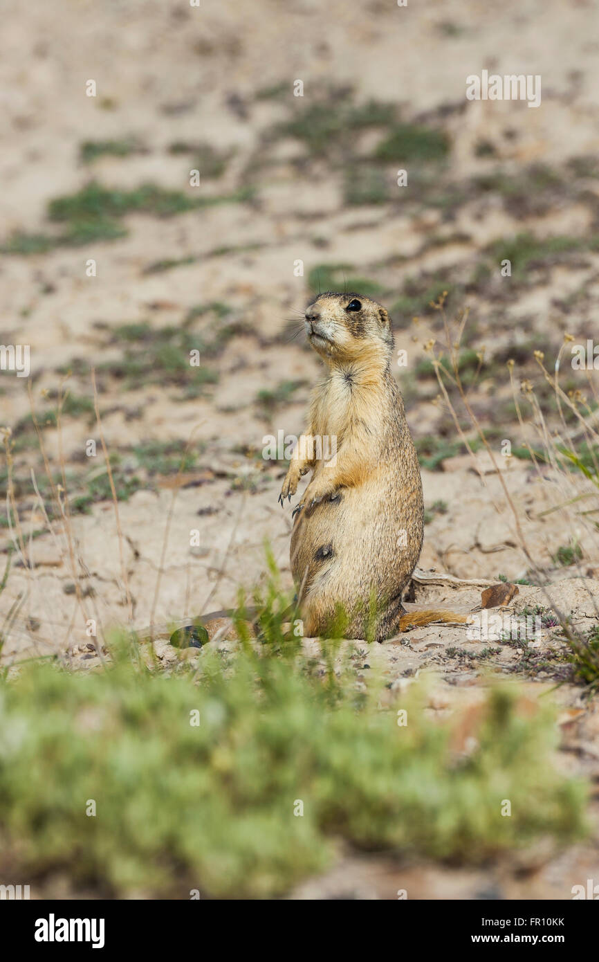 Prairie dog in burrow hi-res stock photography and images - Alamy