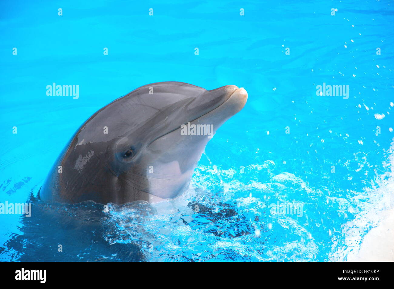 Smiling bottlenose dolphin on Tenerife, Canary Islands, Spain Stock ...