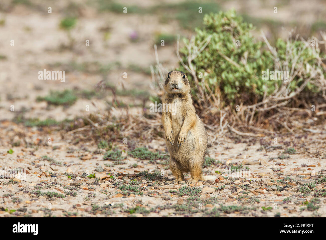 White-tailed Prairie Dog juvenile standing at alert near its den in ...