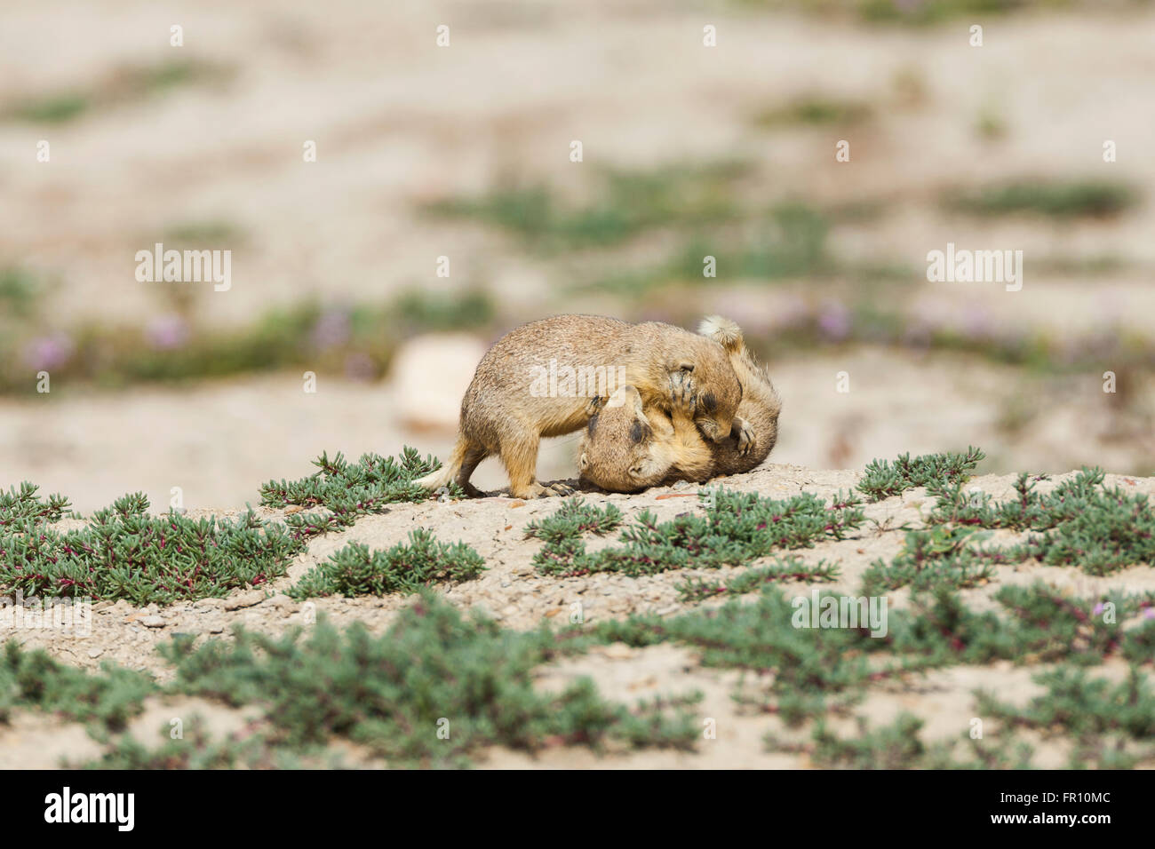 Two White-tailed Prairie dog juveniles play wrestling outside their den ...