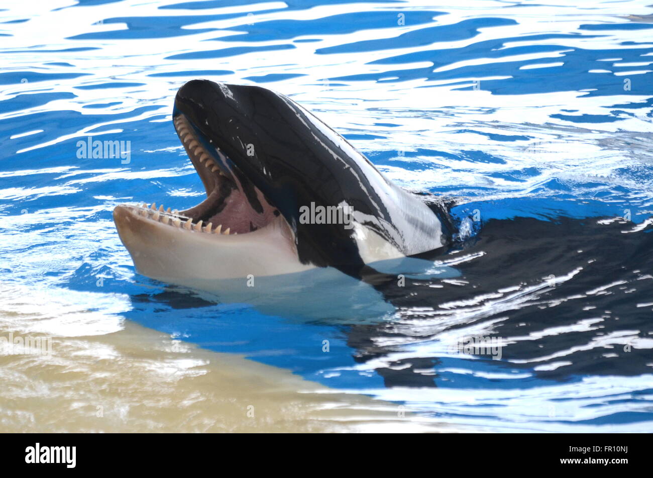 Orca underwater hi-res stock photography and images - Alamy