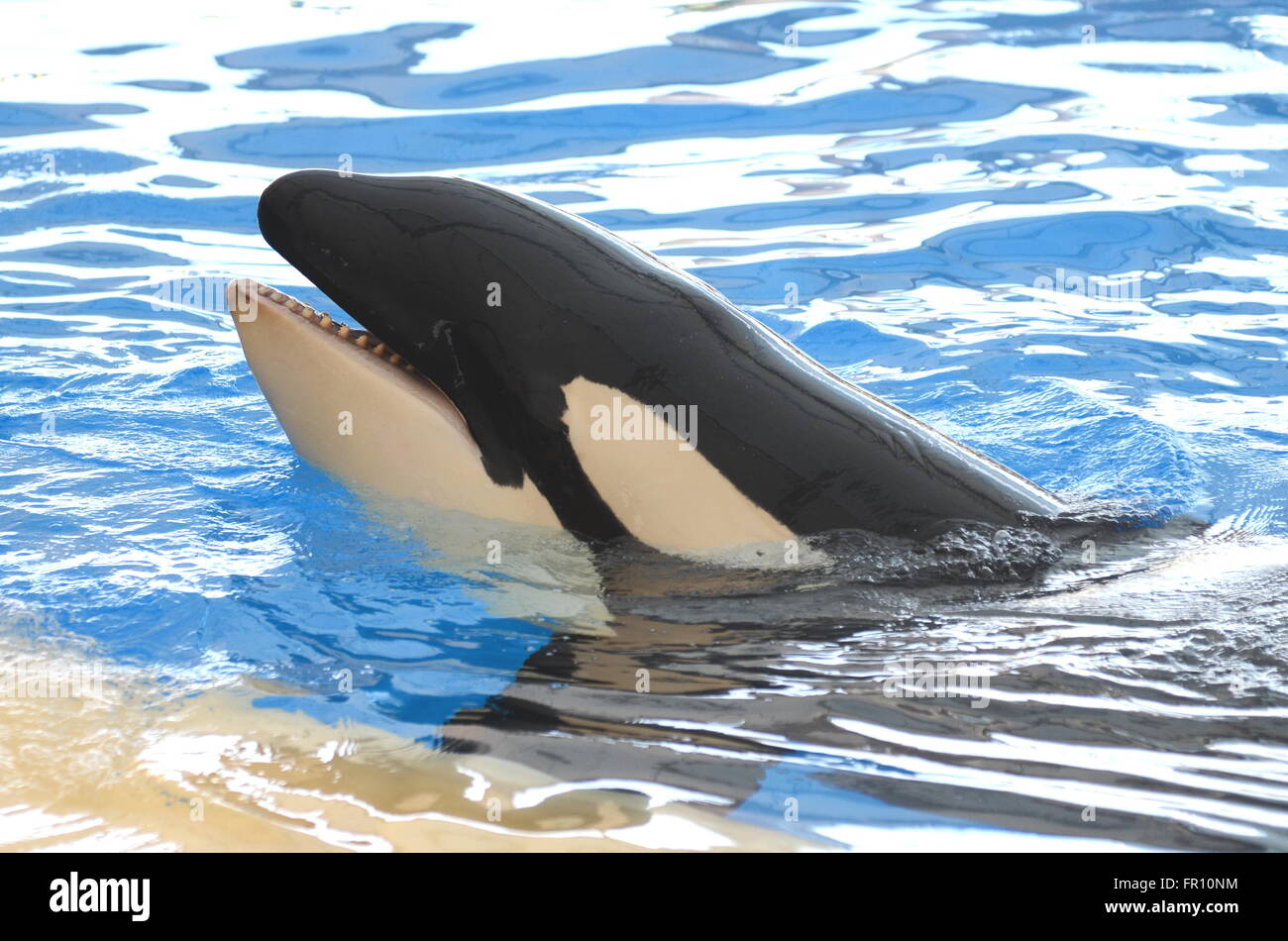 Orca whale in Loro Parque in Puerto de la Cruz on Tenerife, Canary ...