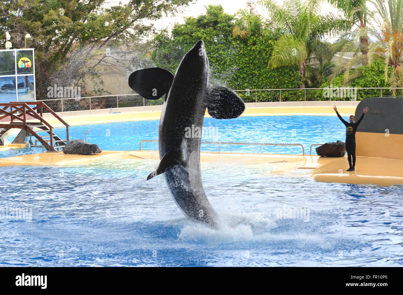 Orca whale show in Loro Parque in Puerto de la Cruz on Tenerife, Spain ...