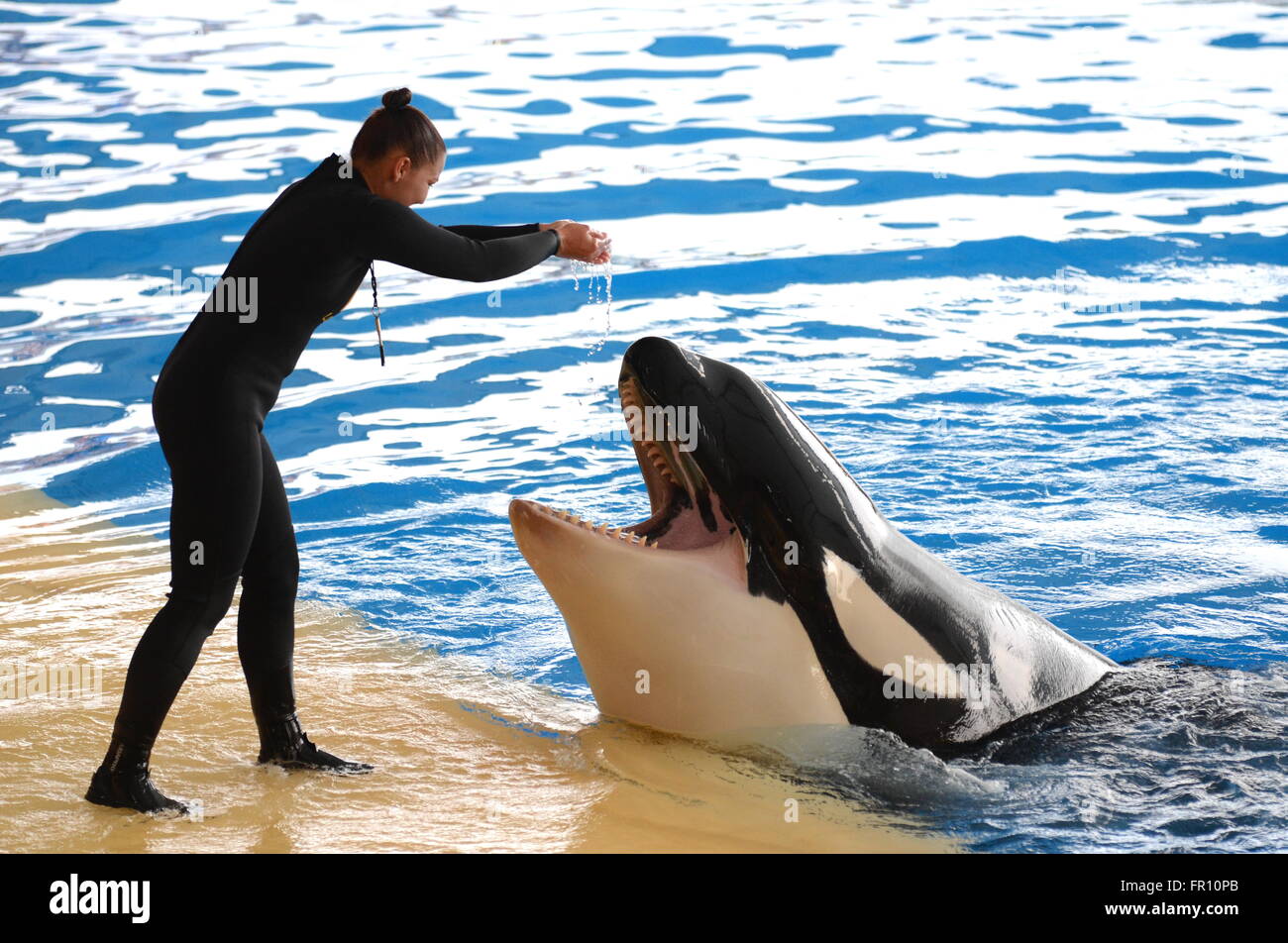 Orca whale show in Loro Parque in Puerto de la Cruz on Tenerife, Spain ...