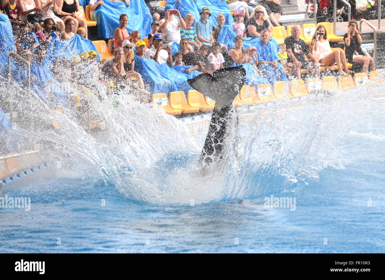 Orca whale show in Loro Parque in Puerto de la Cruz on Tenerife, Spain ...