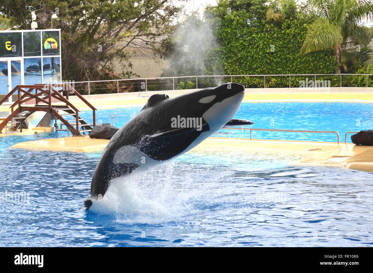 Orca whale show in Loro Parque in Puerto de la Cruz on Tenerife, Spain ...