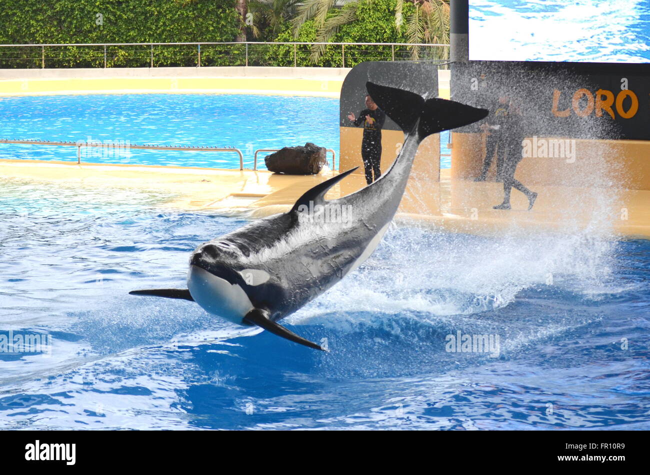 Orca whale show in Loro Parque in Puerto de la Cruz on Tenerife, Spain ...