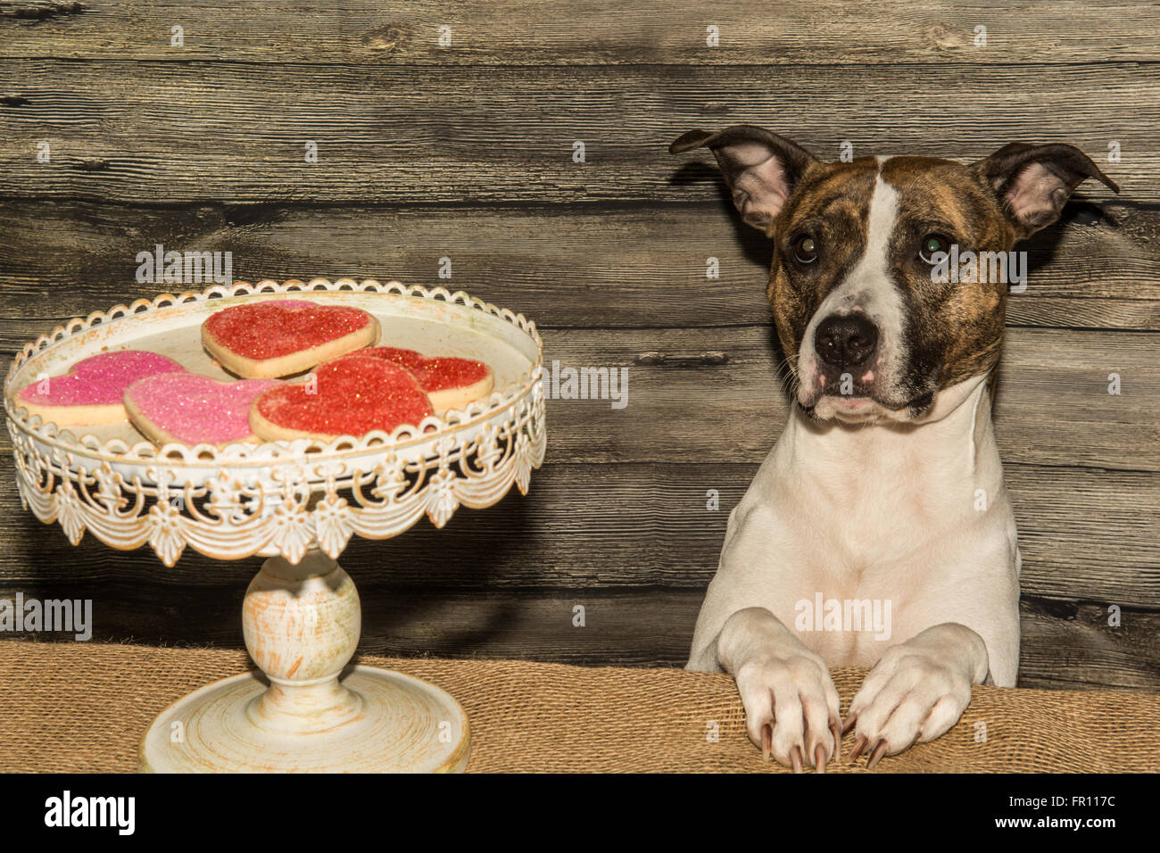 American staffordshire bull terrier hi-res stock photography and images ...