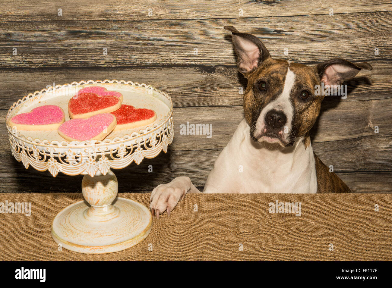 American staffordshire bull terrier hi-res stock photography and images ...