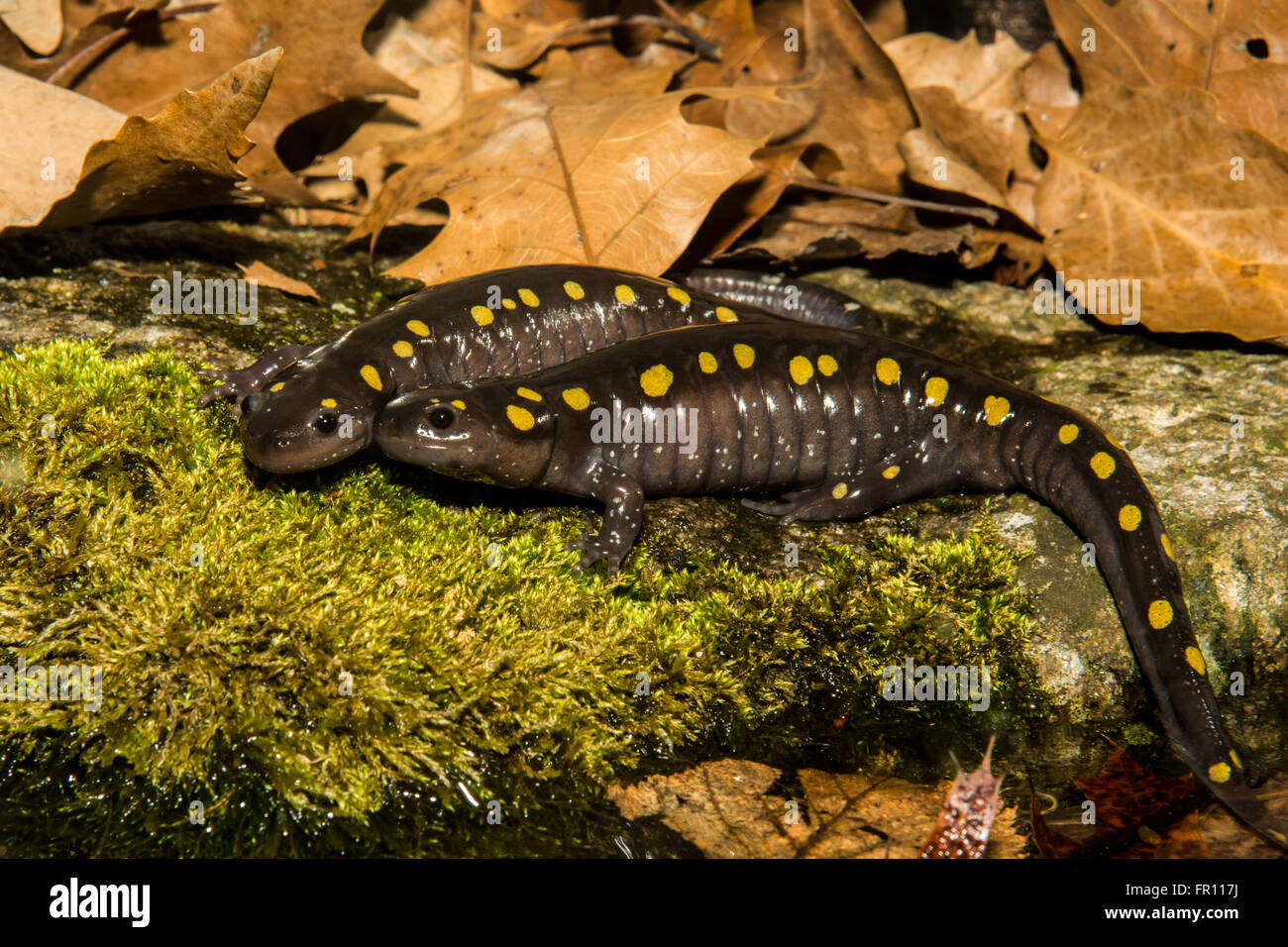 Spring salamanders hi-res stock photography and images - Alamy