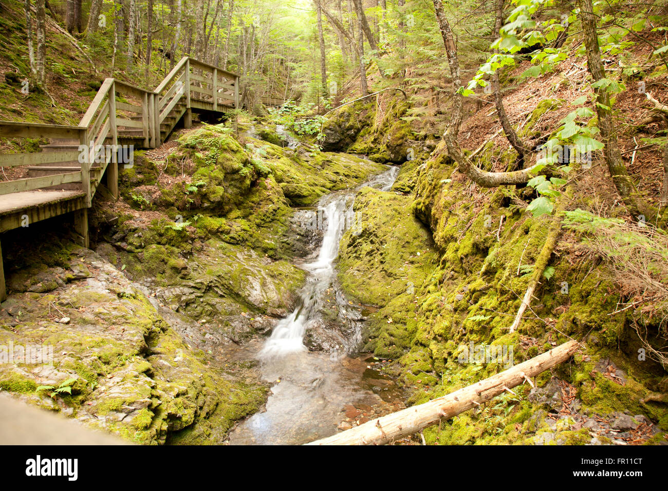 stream and waterfall in forest Stock Photo - Alamy